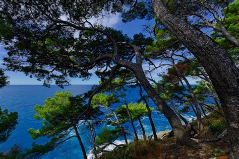 Pino Le Varietà Di Pini In Italia