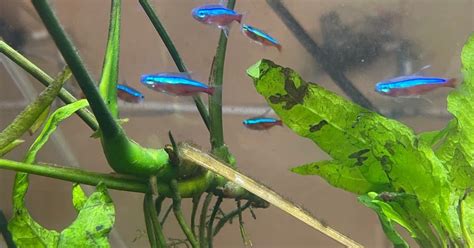 Cardinal Tetra Fish For Sale Local Fish Store