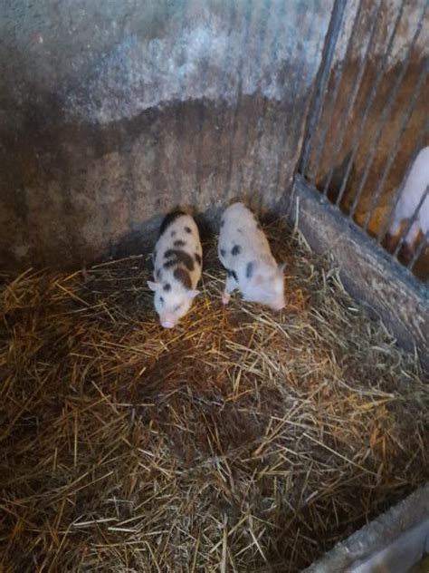 Mini Ameriški Pujs Samicka Mini Ameriški Pujs Samicka