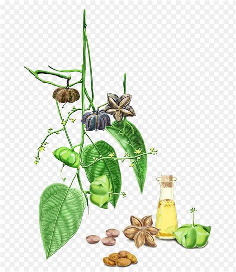 手绘叶子植物香料PNG图片素材下载 图片编号qlvpomme 免抠素材网
