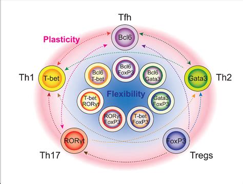 Figure 1 From Helper T Cell Diversity And Plasticity Semantic Scholar