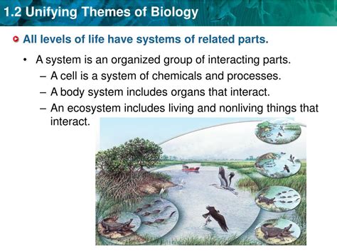 Ppt Key Concept Unifying Themes Connect Concepts From Many Fields Of