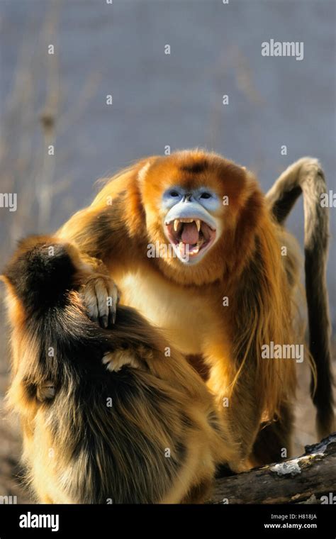 Golden Snub Nosed Monkey Rhinopithecus Roxellana Male Displaying And