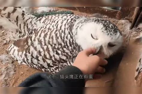 猫头鹰正在孵蛋，主人非要摸一下，猫头鹰：你行那你孵呗！
