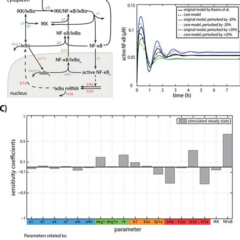 Core model A Scheme of the core model of NF κB signalling derived Download Scientific Diagram