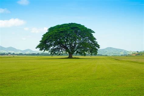 Warm Season Vs Cool Season Grass Things To Consider