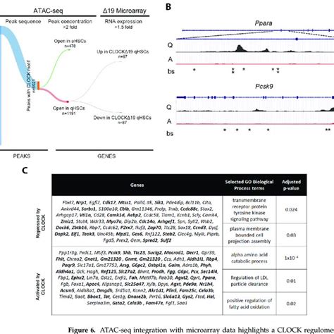 Atac Seq Integration With Microarray Data Highlights A Clock Regulome