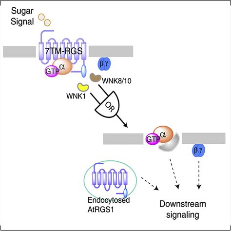 Reciprocal Encoding Of Signal Intensity And Duration In A Glucose Sensing Circuit Cell