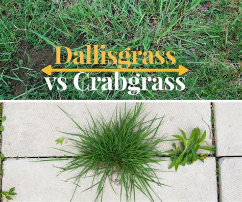 What Is The Different Between Dallisgrass Vs Crabgrass Sumogardener