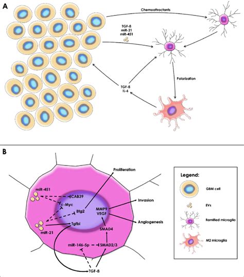 A Microglia Recruitment And M2 Polarization Under The Influence Of