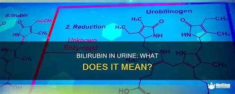 Bilirubin In Urine What Does It Mean Medshun