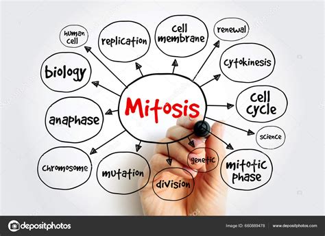 Mitosis Concept Map