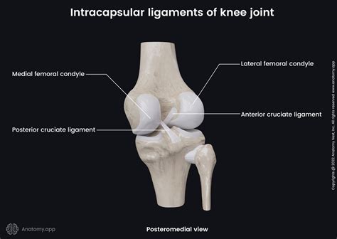 Knee Joint Encyclopedia Anatomy App Learn Anatomy 3d Models Articles And Quizzes