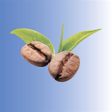 Coffee Beans Vector Leaf Leaves Stock Vector Illustration Of Leaf