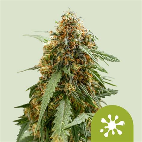 Get Sticky Queen Auto Seeds Royal Queen Seeds