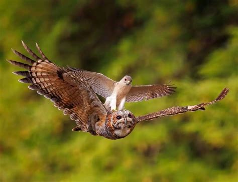 পাখির পিক পশু পাখির পিক টিয়া দোয়েল তোতা ময়না ও চাতক পাখির ছবি