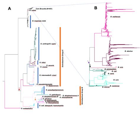 A Maximum Likelihood Tree Of Brucellaochrobactrum Assemblies