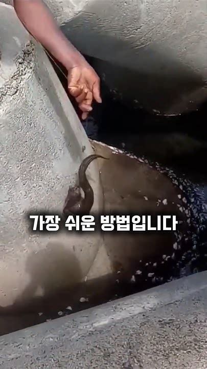 낚시대 없이 물고기 잡는 가장 쉬운 방법 Youtube