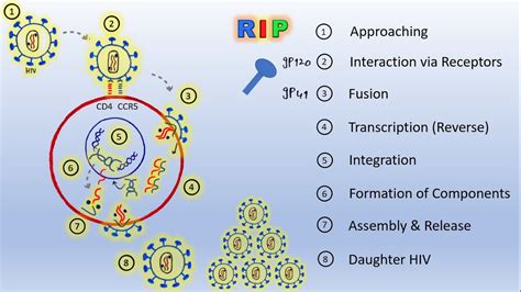 Aids Replication Of Hiv Life Cycle Youtube