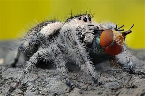 Jumping Spider With Prey Stock Image Image Of Prey 272204841
