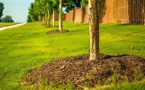 Mulching Trees And Shrubs For Urban Sustainability