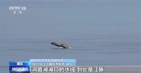 1249头！长江江豚首次实现历史性增长 数量 进行 种群