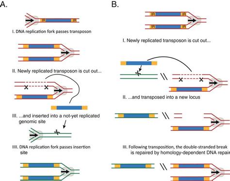 Models Of Replicative Transposition