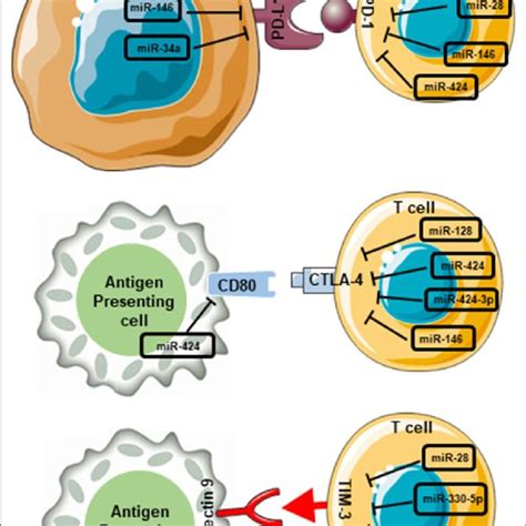 Role Of Histone Methylation In The Transcriptional Regulation Of