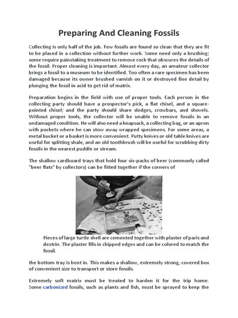 Preparing And Cleaning Fossils Safely Pdf Fossil Plaster