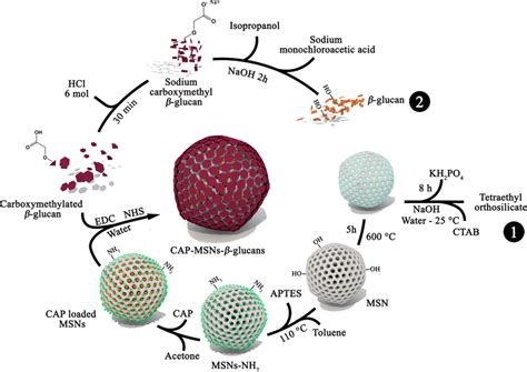 Scheme 1 Steps for Synthesizing CAP MSNs β glucan Download