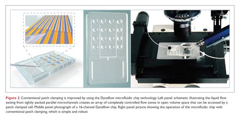 Functional Cell Based High Throughput Drug Screening Drug Discovery World Ddw
