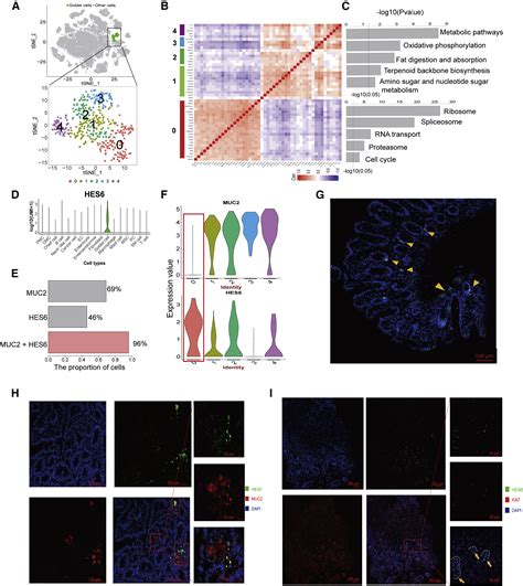Dissecting The Single Cell Transcriptome Network Underlying Gastric