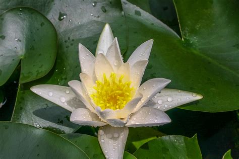 Nymphaea Hermine — Florida Aquatic Nurseries