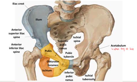 Introduction To The Posterior Lower Limb Flashcards Quizlet