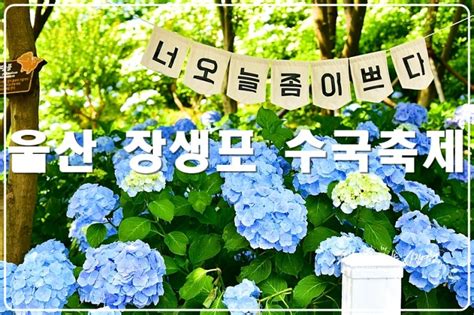 울산 가볼만한곳 울산 장생포 수국축제 고래문화마을 네이버 블로그