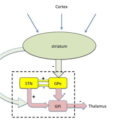 Highly Simplified Schematic Diagram Of Relevant Basal Ganglia Nuclei