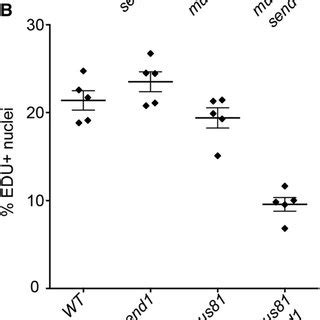 Send And Mus Play Overlapping Roles In Preserving Genome Stability