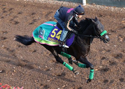 【有馬記念】昨年4着ジャスティンパレスは4番人気5着「ゲートはうまく出られましたが」 競馬写真ニュース 日刊スポーツ