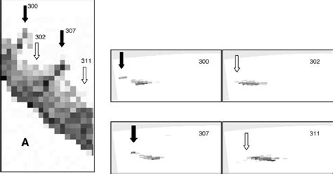 Frame By Frame Examination Of The Dual Frequency Identification Sonar