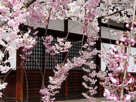 上品蓮台寺 04 京都の壁紙ドットコム