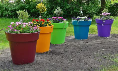 Las Mejores Plantas Para Macetas Grandes Fáciles De Cuidar Guía