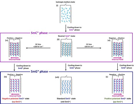 Schematics Of Molecular Orientations And Polarization States For