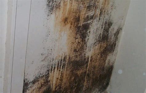 Black Mold Identification Photos