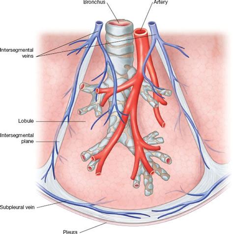 Left Upper Lobe Segmental Resection Lingula And Superior Division—open
