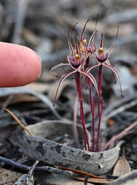 Sigmoid Orchids Have Home Will Travel