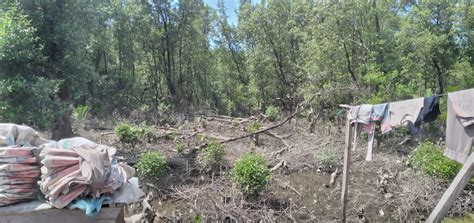 Diduga Kades Sandana Lakukan Penebangan Liar Hutan Mangrove Seluas HA Terancam Punah