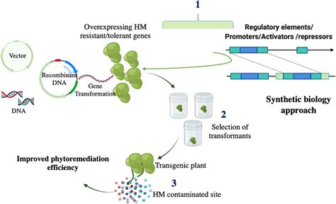 Strategies For Improving Phytoremediation Efficiency Of Duckweeds By