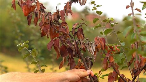 Fireblight Symptoms And Treatment Mehrabyan Nursery
