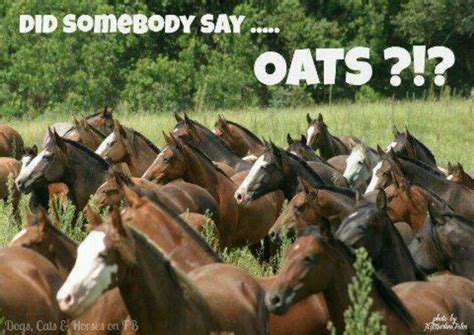 Oats Horses Horse Jokes Funny Horses
