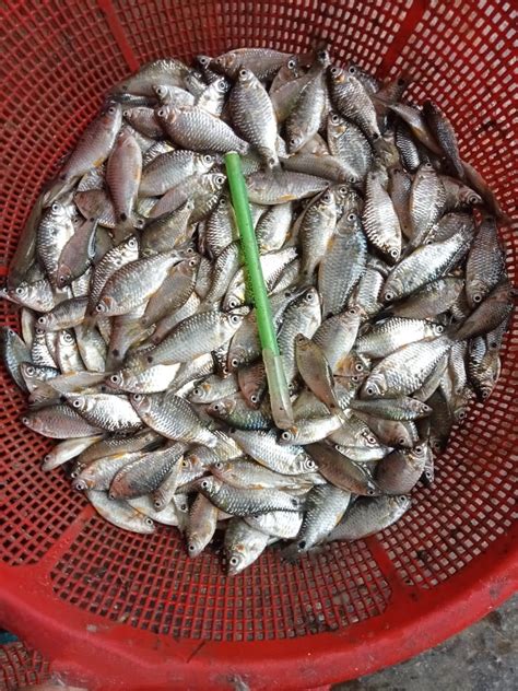 Puti Fish পুঁটি মাছ Daily Food Shop Best Pure And Safe Grocery Shop